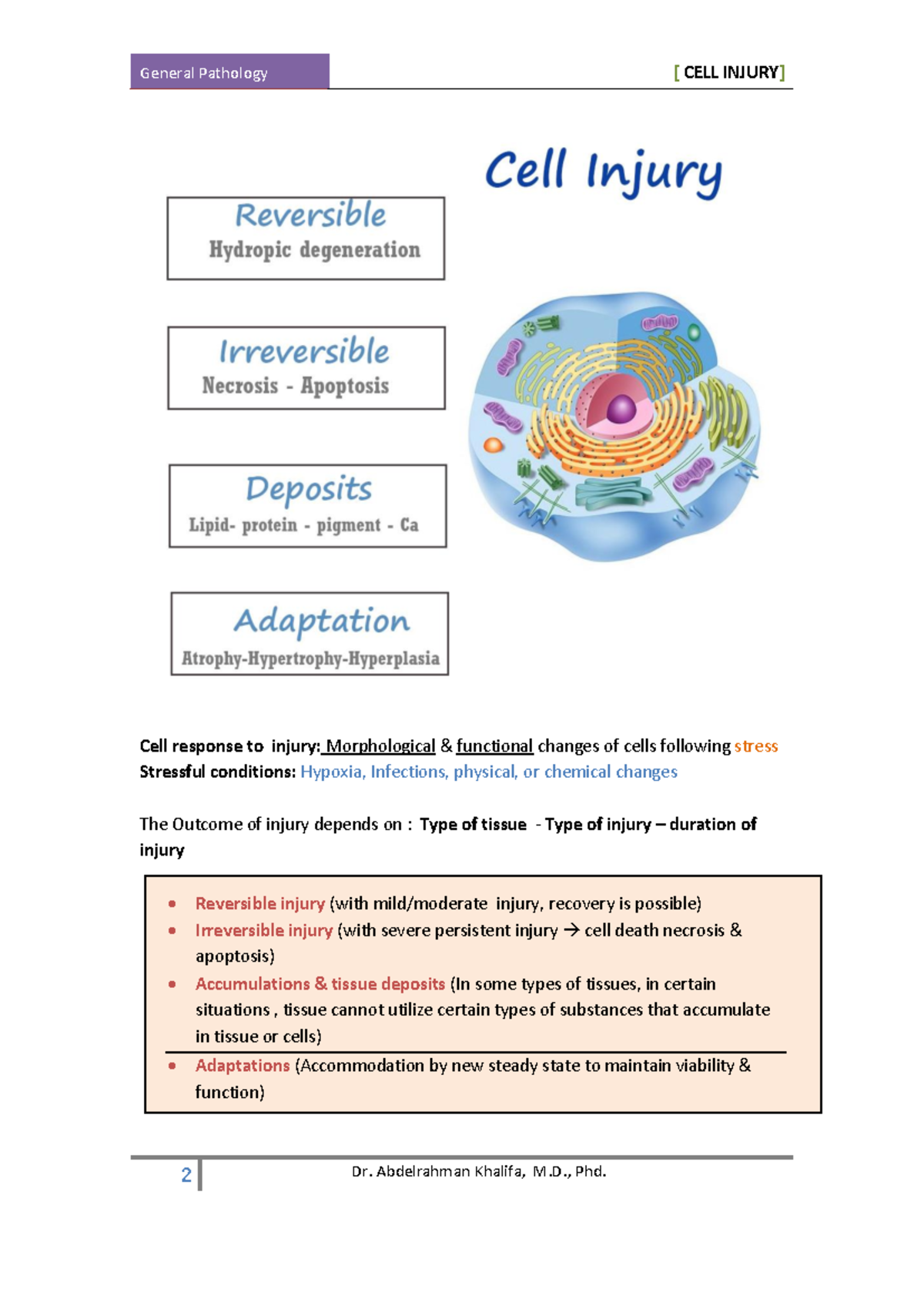 Patho 2 - Mechanisms of Reversible & Irreversible Cellular Injury - Studocu