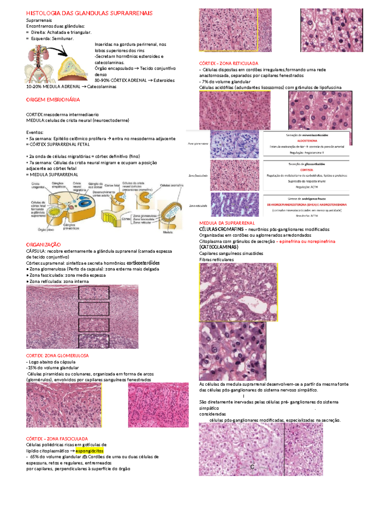 Histologia das Glândulas Suprarrenais: Estrutura e Funções - Studocu