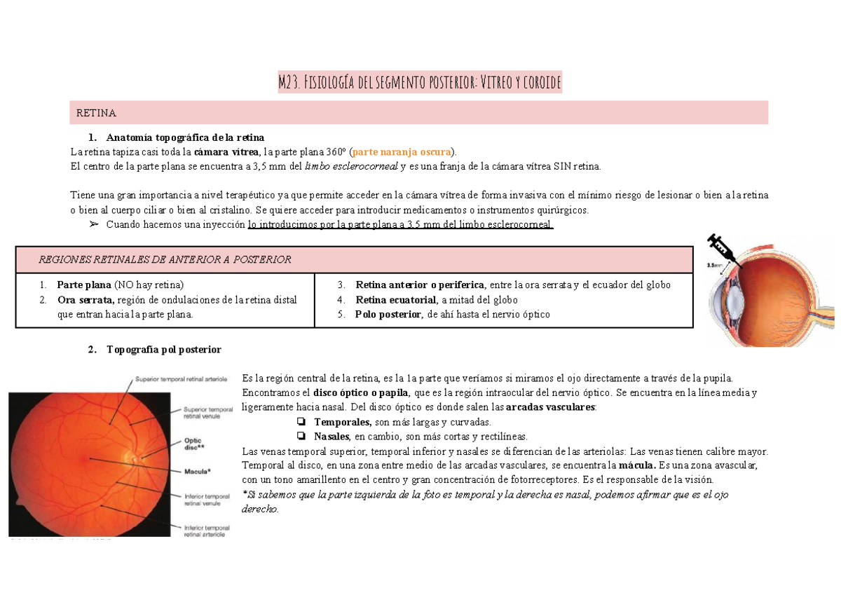 M23. Fisiología del Segmento Posterior: Vitreo y Coroide en Retina ...