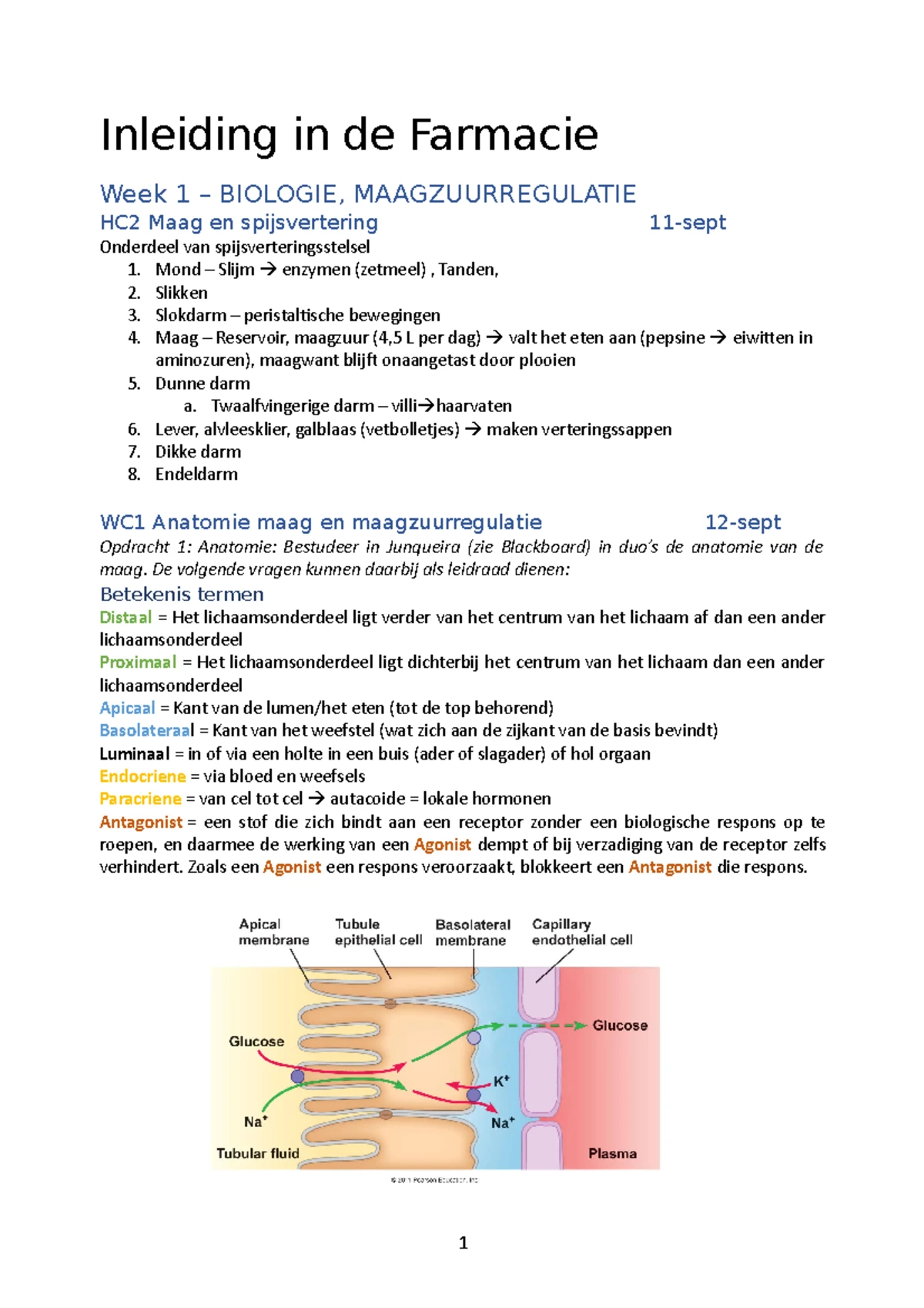 Samenvatting Reader maag - De maag Functies van de maag secretie van ...