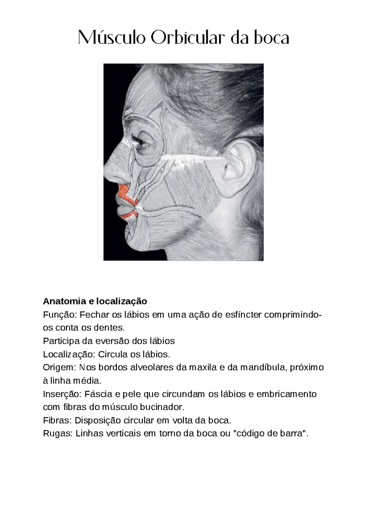 Partes Do Orbicular Da Boca