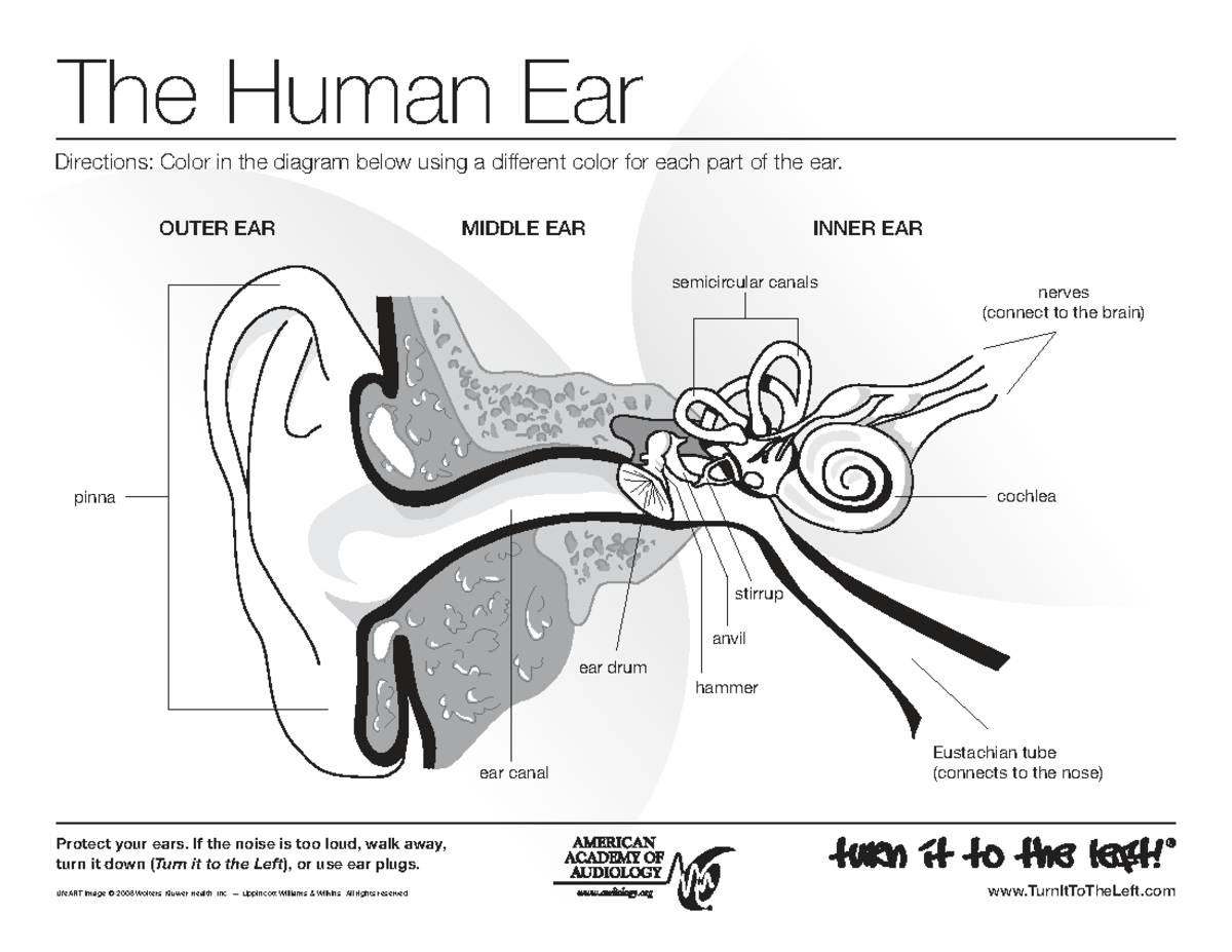 The-human-ear - Life sciences - OUTER EAR MIDDLE EAR INNER EAR The ...