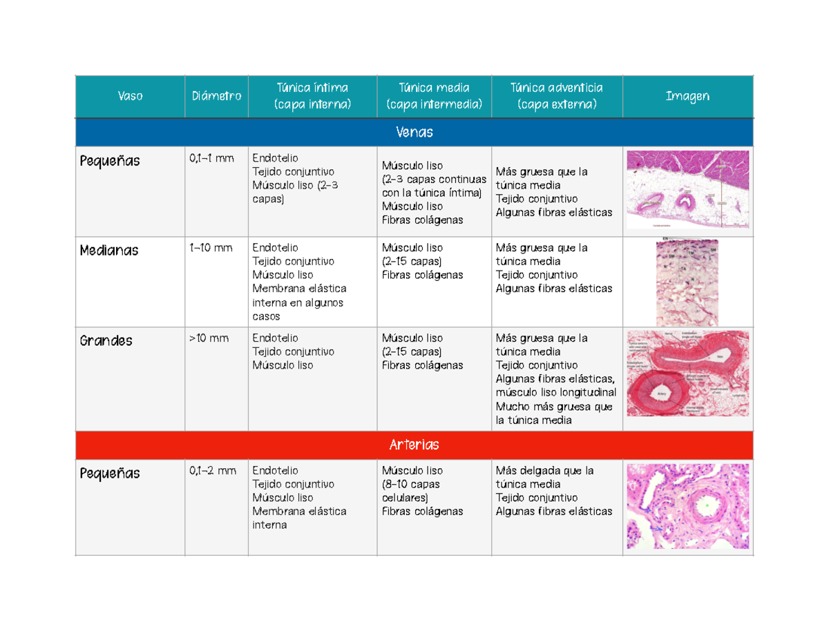 Vasos histo - Vaso Diámetro Túnica íntima (capa interna) Túnica media ...