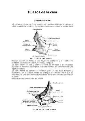 Resumen del Hueso Esfenoides - Anatomía y Estructura (ESF-101) - Studocu