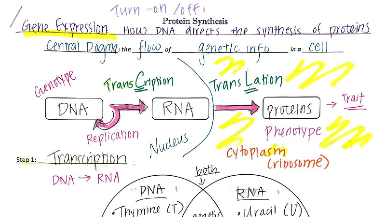 BIO101: Final Exam Notes on Gene Expression and Protein Synthesis - Studocu