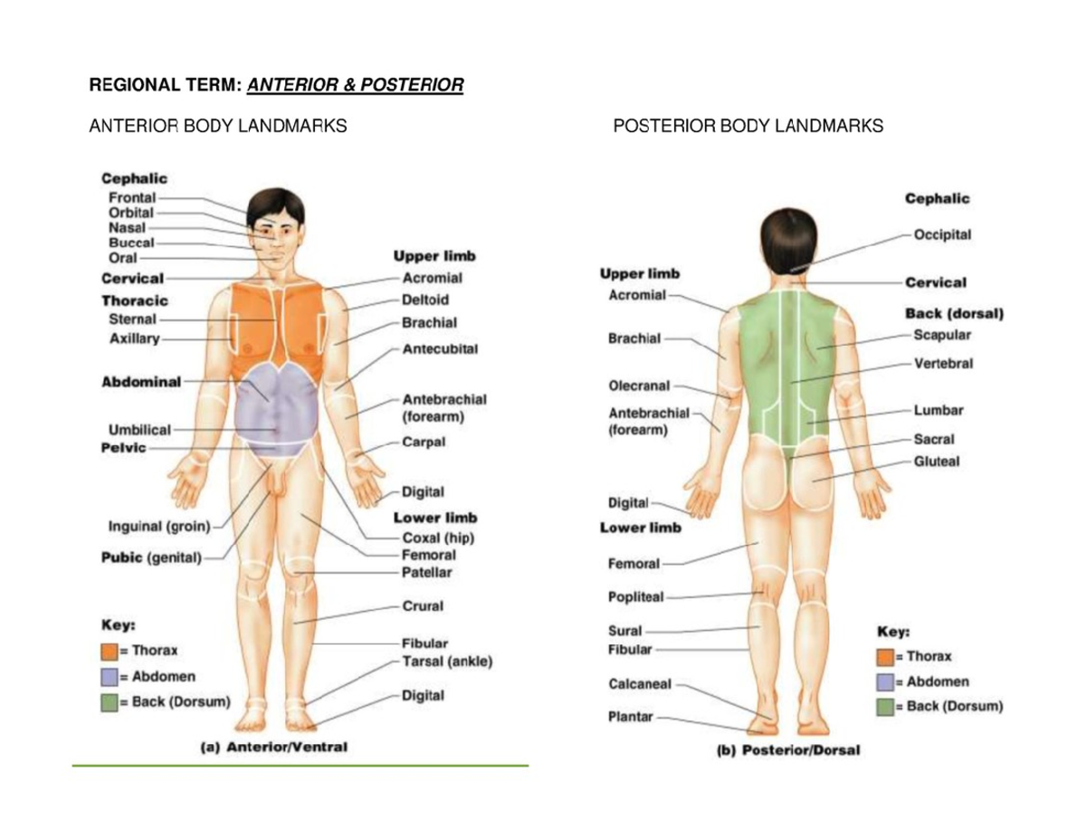 Anaphy and Physiology - REGIONAL TERM: ANTERIOR & POSTERIOR ANTERIOR BODY LANDMARKS POSTERIOR ...