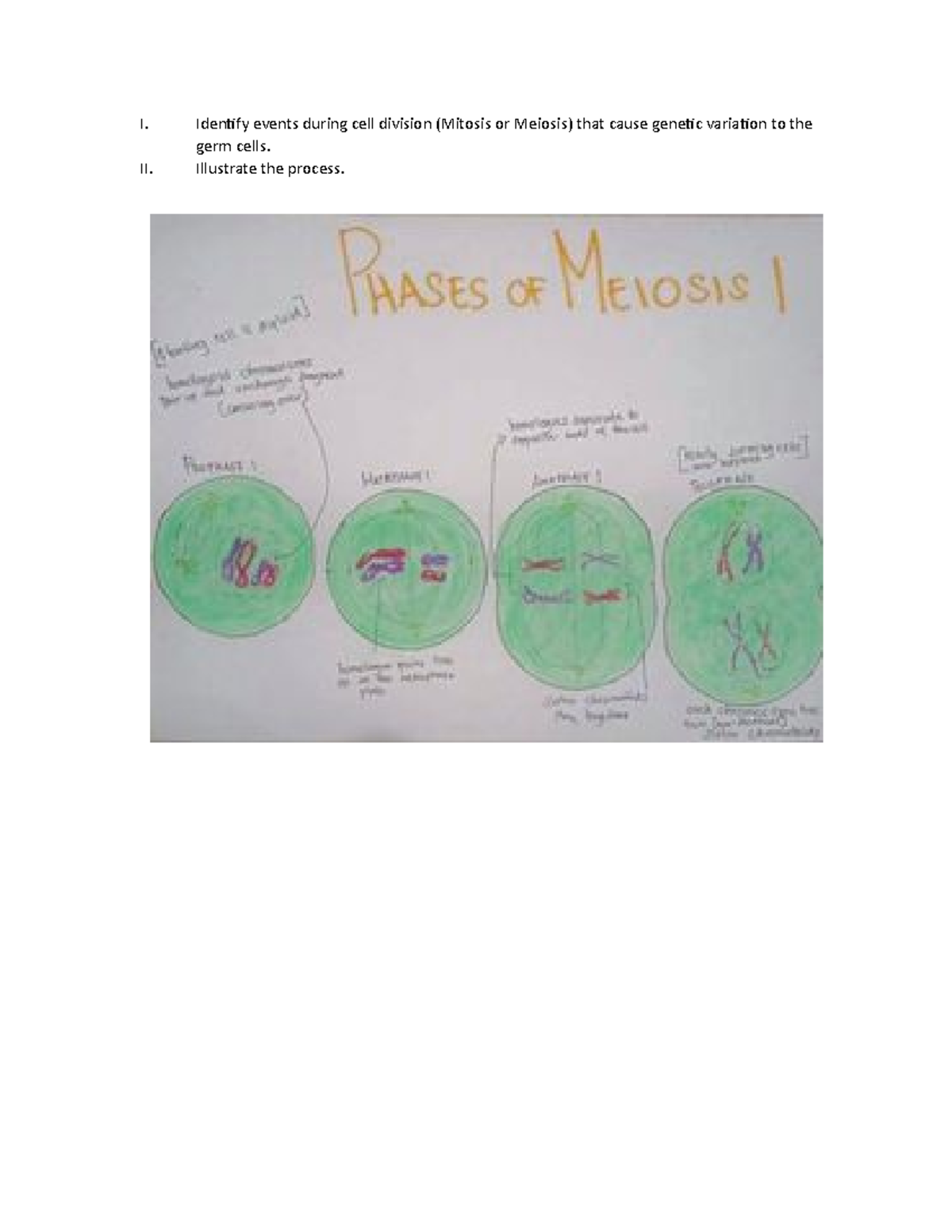 Cell Division that can cause Variation - I. Identify events during cell ...
