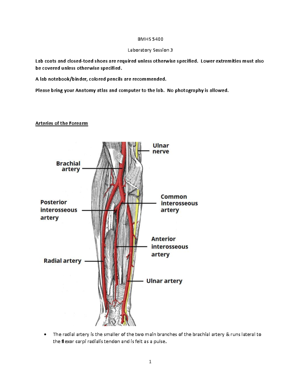 BMHS 5400 Anatomy Lab: Exploring Lower Limb Structures & Functions - Studocu