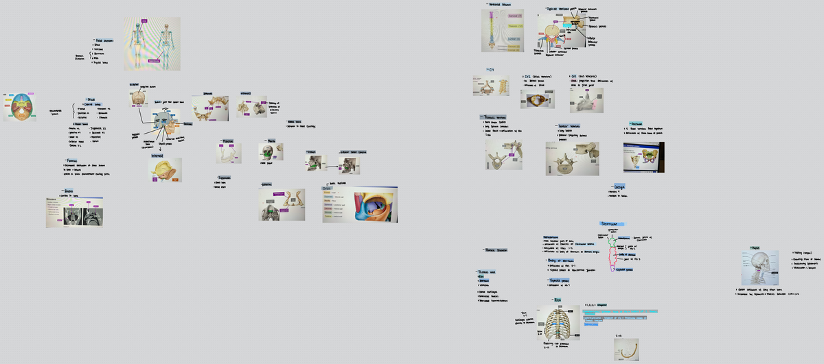 Axial Skeleton Overview: Structure, Function, and Components - A x i a ...
