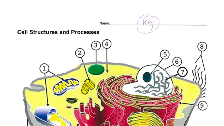 Key Cell Structures and Processes (BIO 348) - Photosynthesis Notes ...