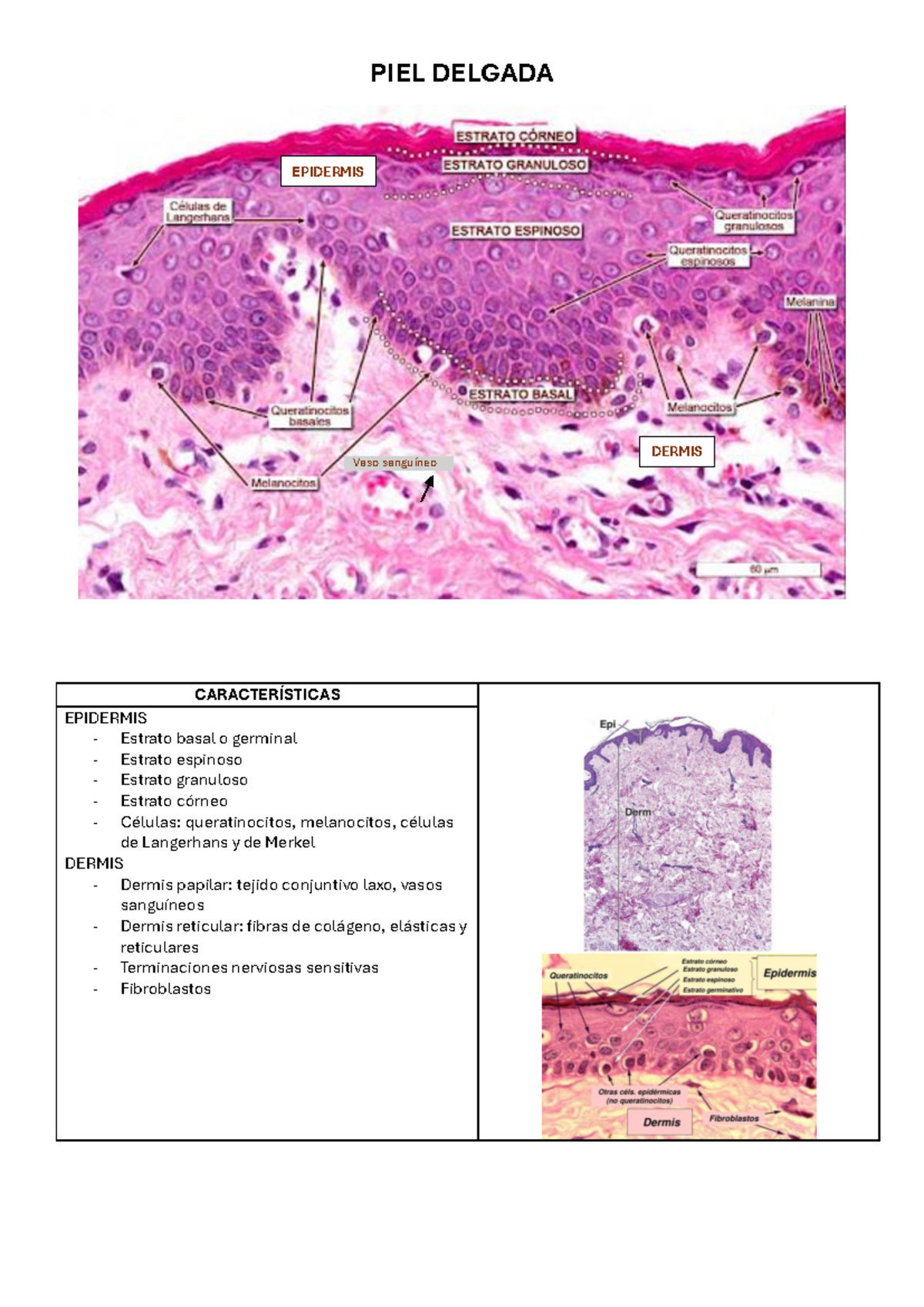 Histología Del Estrato Basal