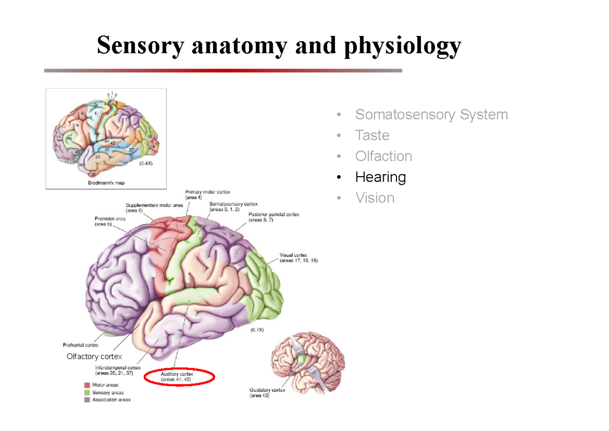 Sensory Anatomy and Physiology: Auditory System Overview (Course Code ...