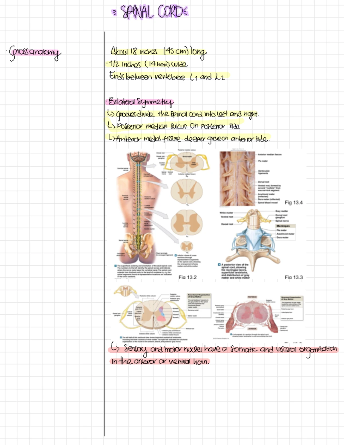 NEURO 101 Brain Images Worksheet: Structure Identification Guide - Studocu