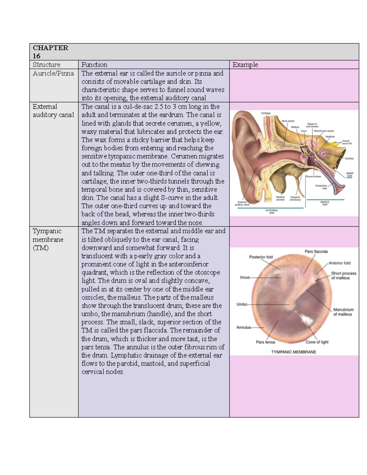 Chapter 16: Structure and Function of the Ears - Studocu