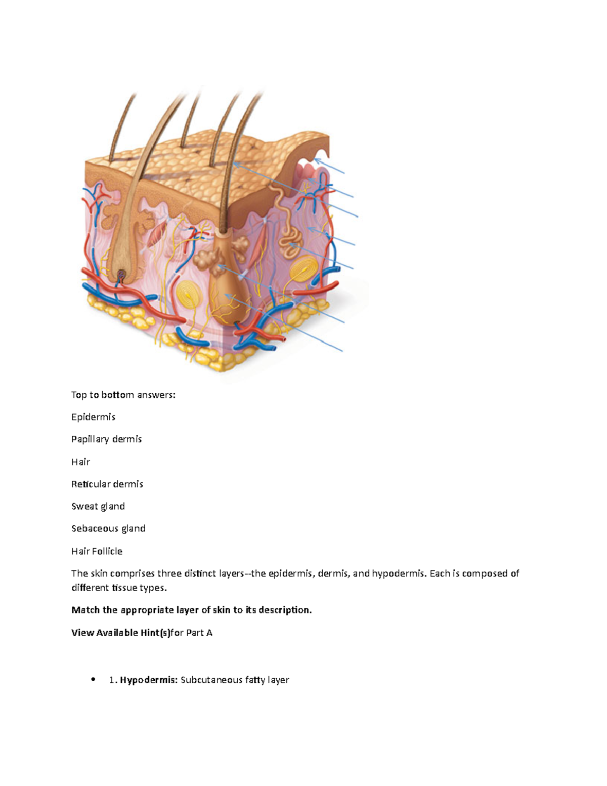 A&P Lab Module 2: Skin Layers & Skeletal System Overview - Studocu