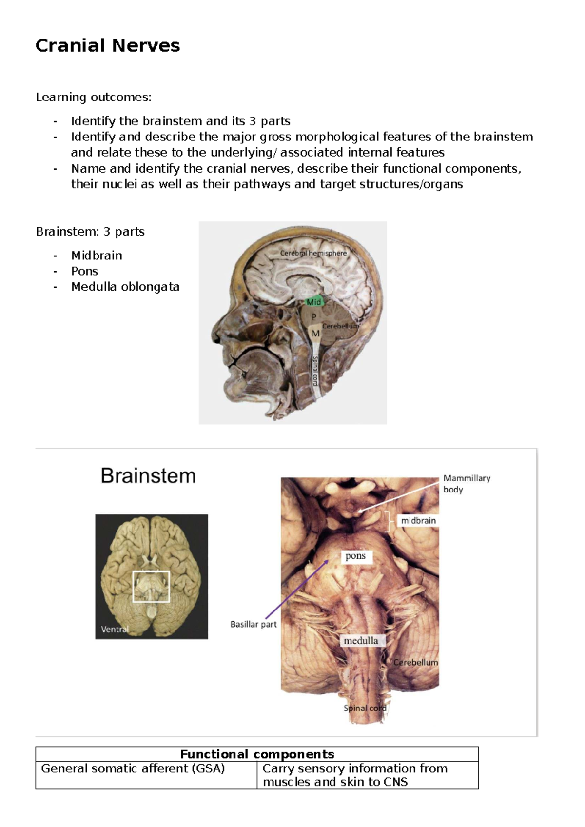 Brainstem (ANAT 101) - Comprehensive Notes on Cranial Nerves and ...