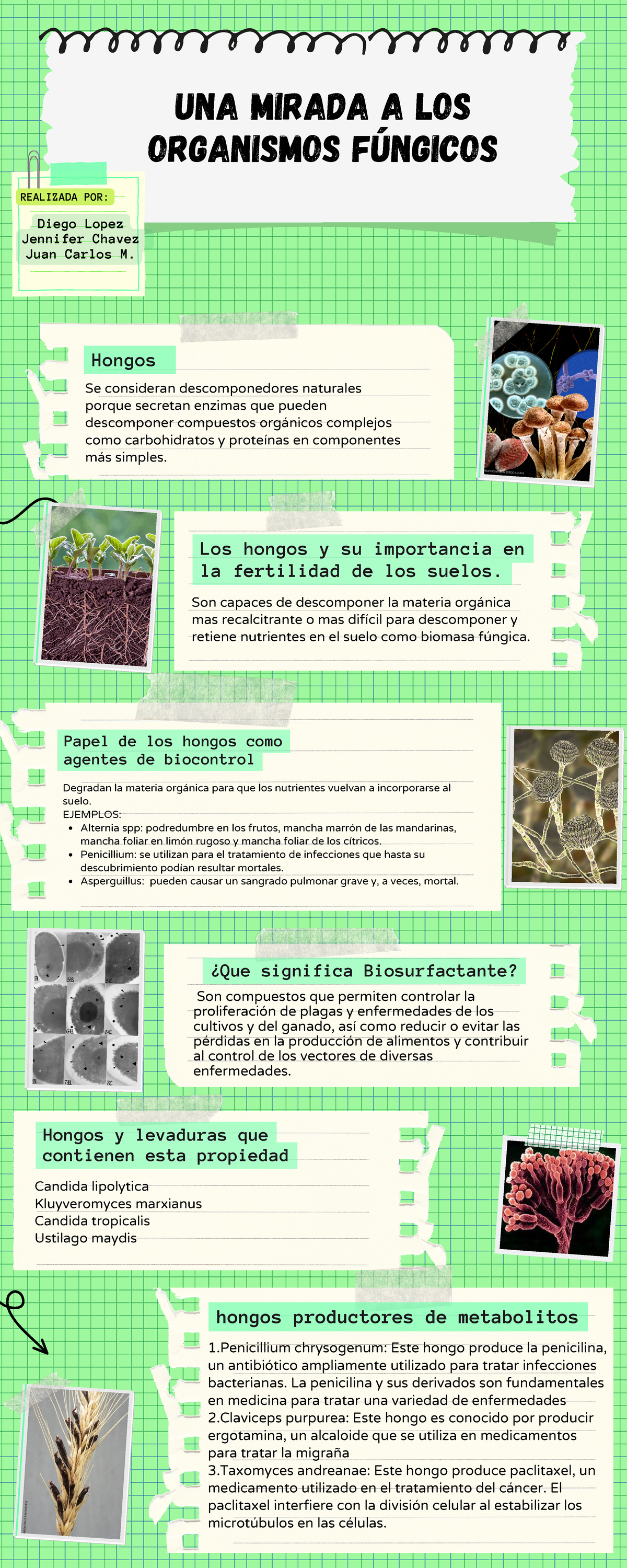 Infografía sobre el Rol de Organismos Fúngicos en Biocontrol - Studocu