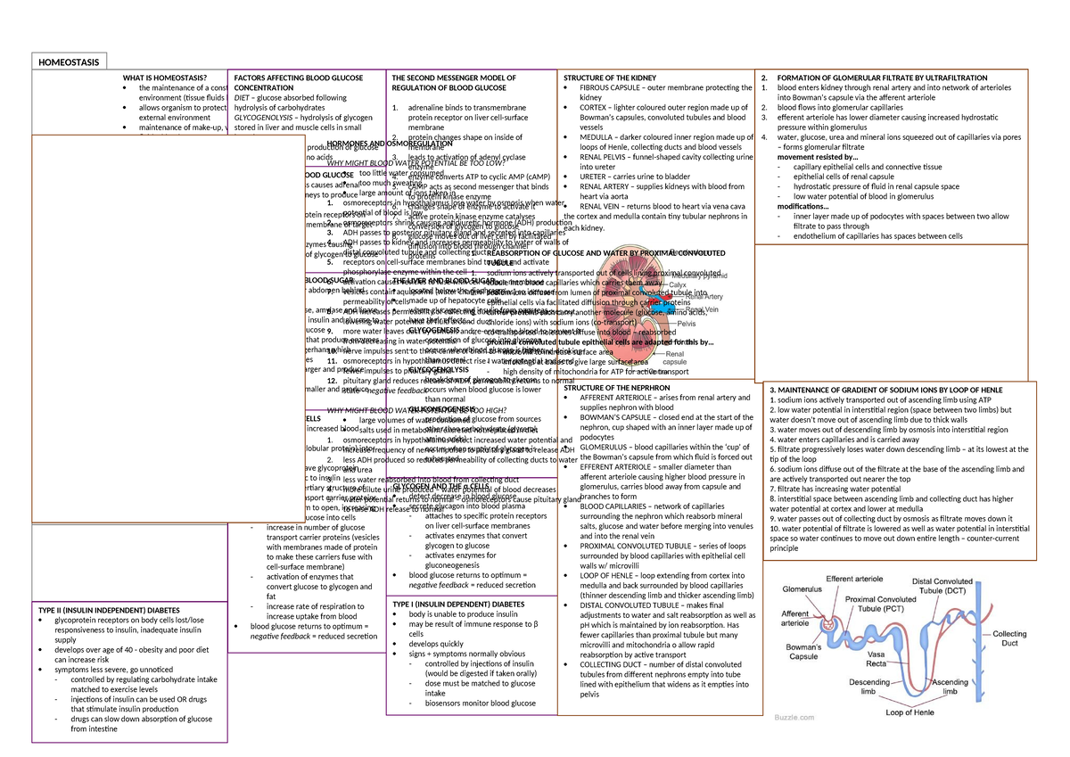 AQA Biology: Homeostasis and Kidney Function Summary - Studocu