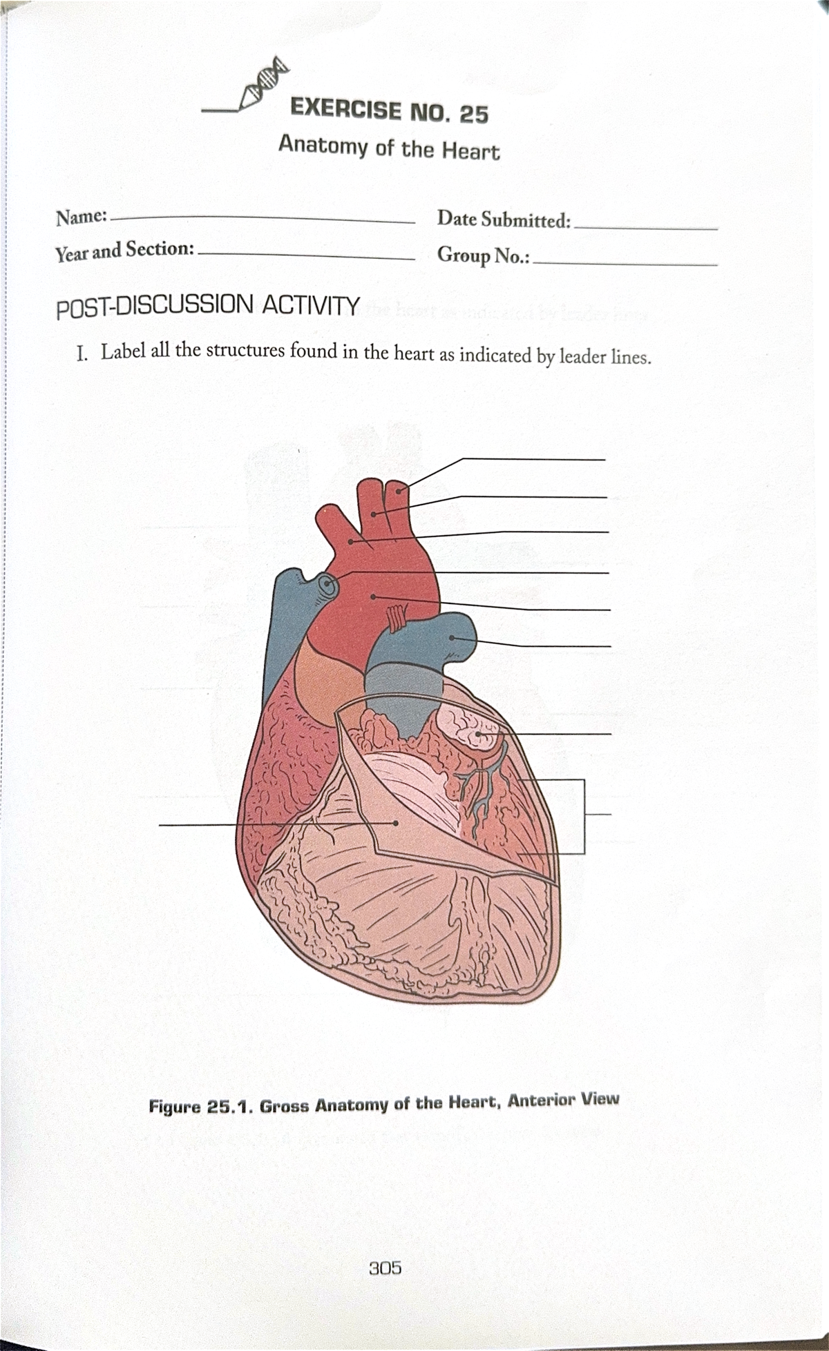 Anatomy of the Heart - Exercise No. 25 - Cardiovascular System - Studocu