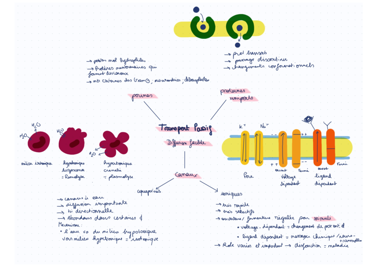 Fiche transport passif PASS - prot transms petites not hydrophiles ...