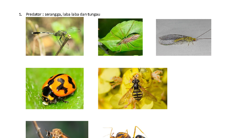 Contoh musuh alami - Agroecotechnology - Predator : serangga, laba laba ...