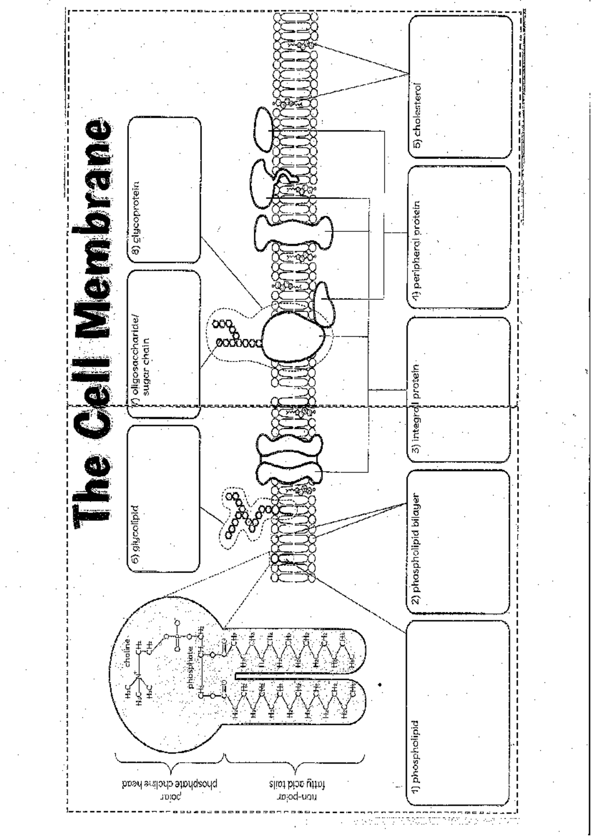 Plasma Membrane - Worksheet on Cell Membrane Components - Studocu