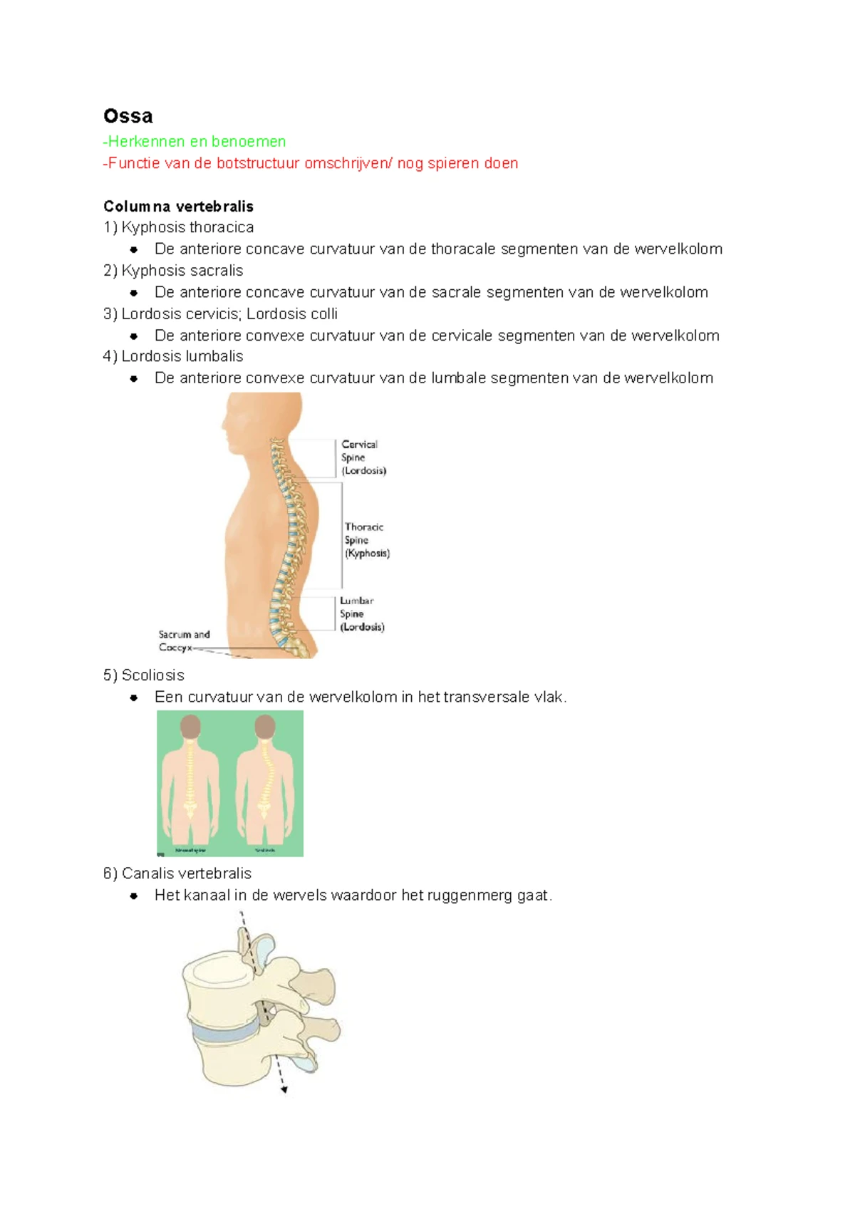 Anatomie arm venen arterien zenuwen - Zenuwen: Naam Verloop Palpatie ...