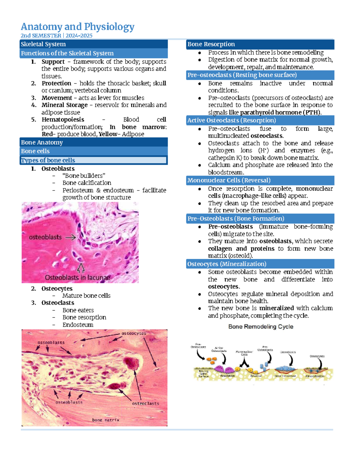 Anatomy and Physiology 2nd SEMESTER Midterm Review: Skeletal System ...