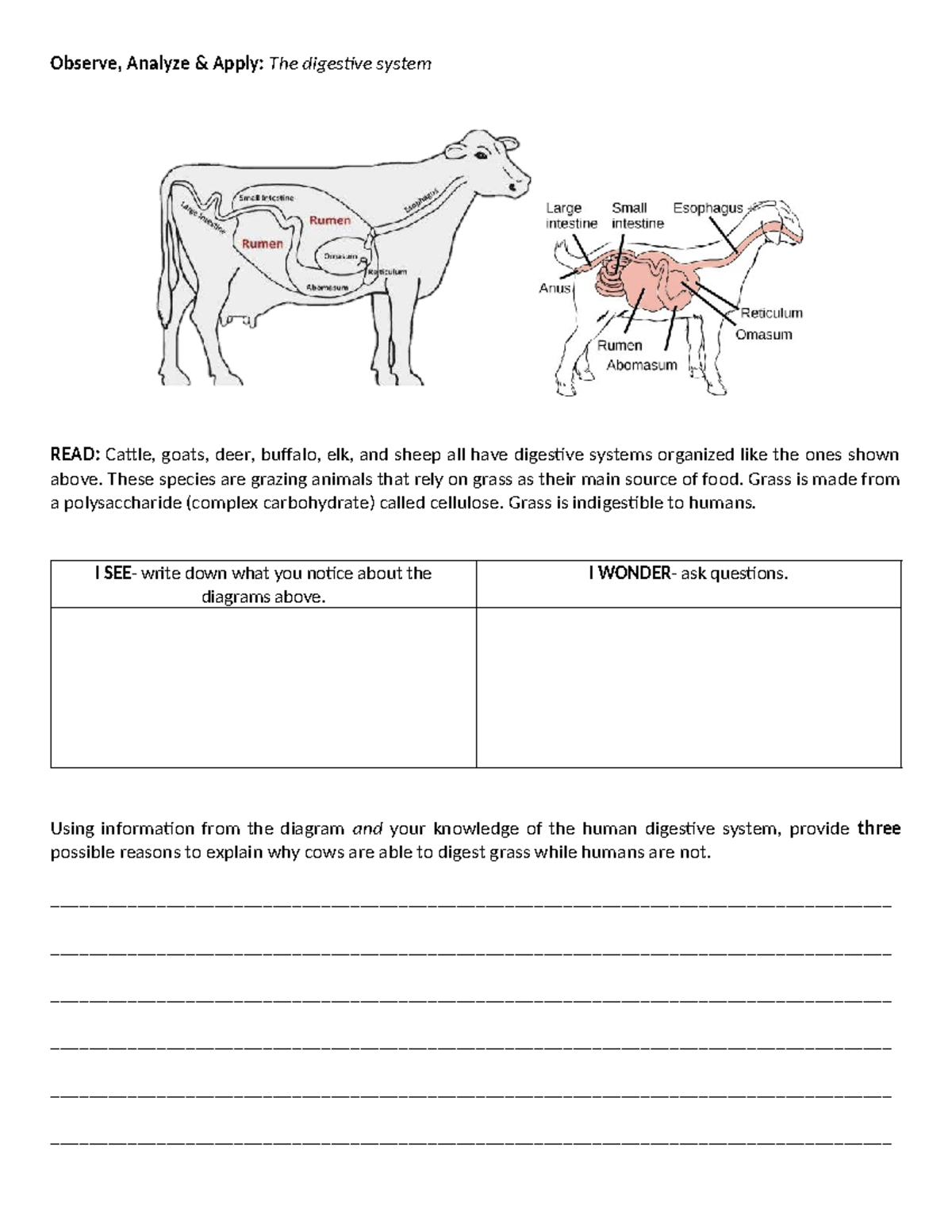 Digestive System Analysis: Grazing Animals vs. Humans - Studocu