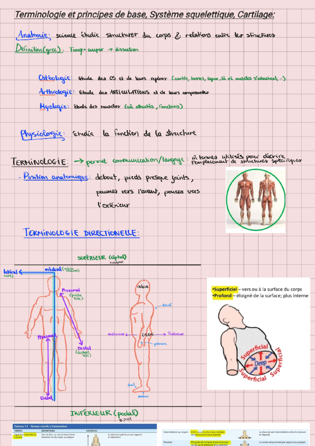 Terminologie et Principes de Base en Anatomie: Notes de Cours - Studocu