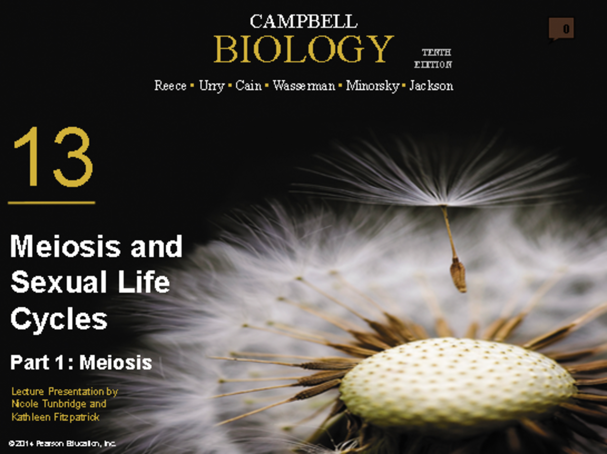 Chapter 13: Meiosis and Sexual Life Cycles Notes (Bio 10) - Studocu