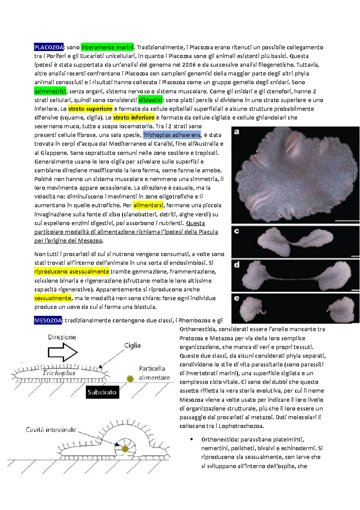 Placozoa e Mesozoa: Aspetti Evolutivi e Morfologici - Studocu