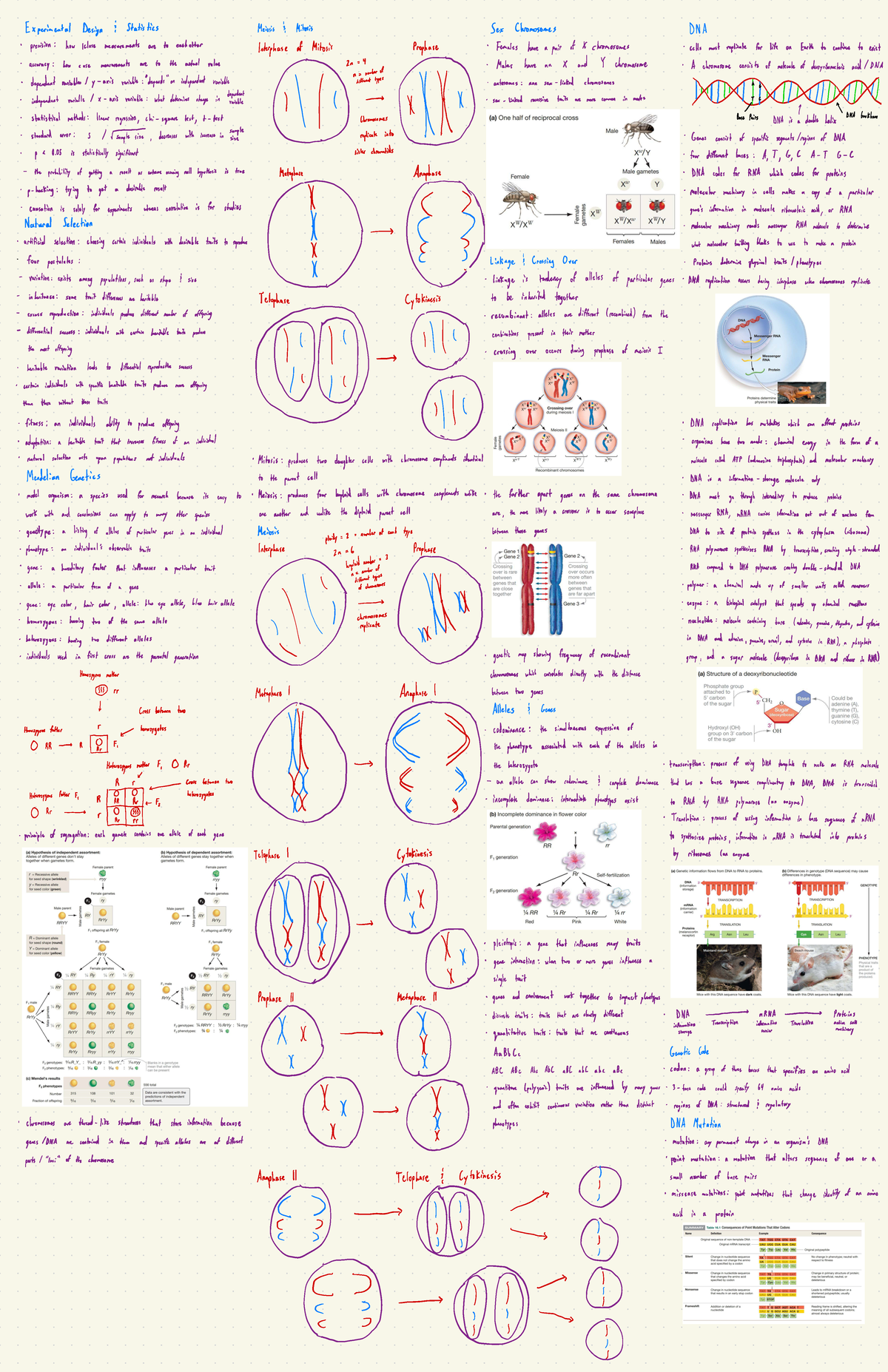 Bio notes textbook - Experimental Design " Statistics Sex Chromosomes ...