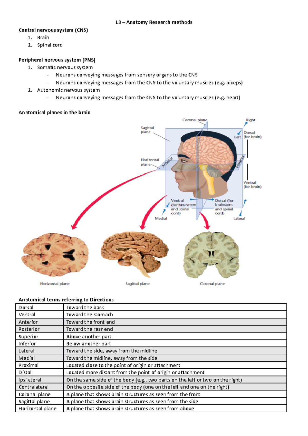 L4 - Brain Anatomy - Summary Biological Psychology - L3 – Anatomy ...