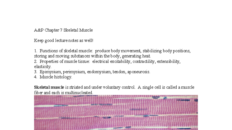 A&P Chapter 7: Skeletal Muscle Functions and Pathology Notes - Studocu