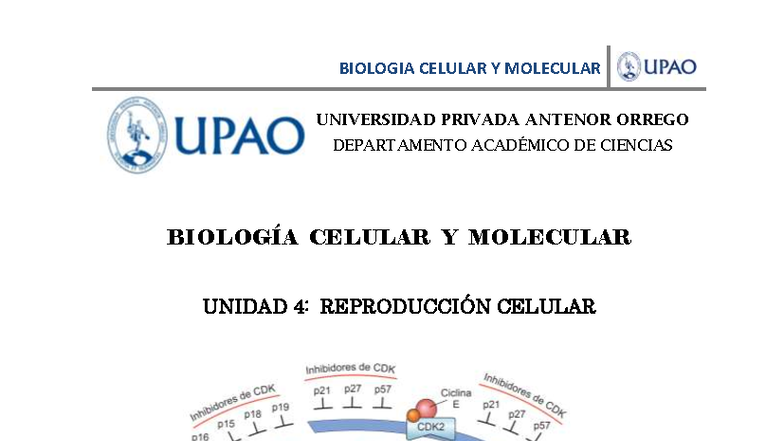 Seminario 2: Ciclo Celular y Cáncer - BIOLOGIA CELULAR Y MOLECULAR ...