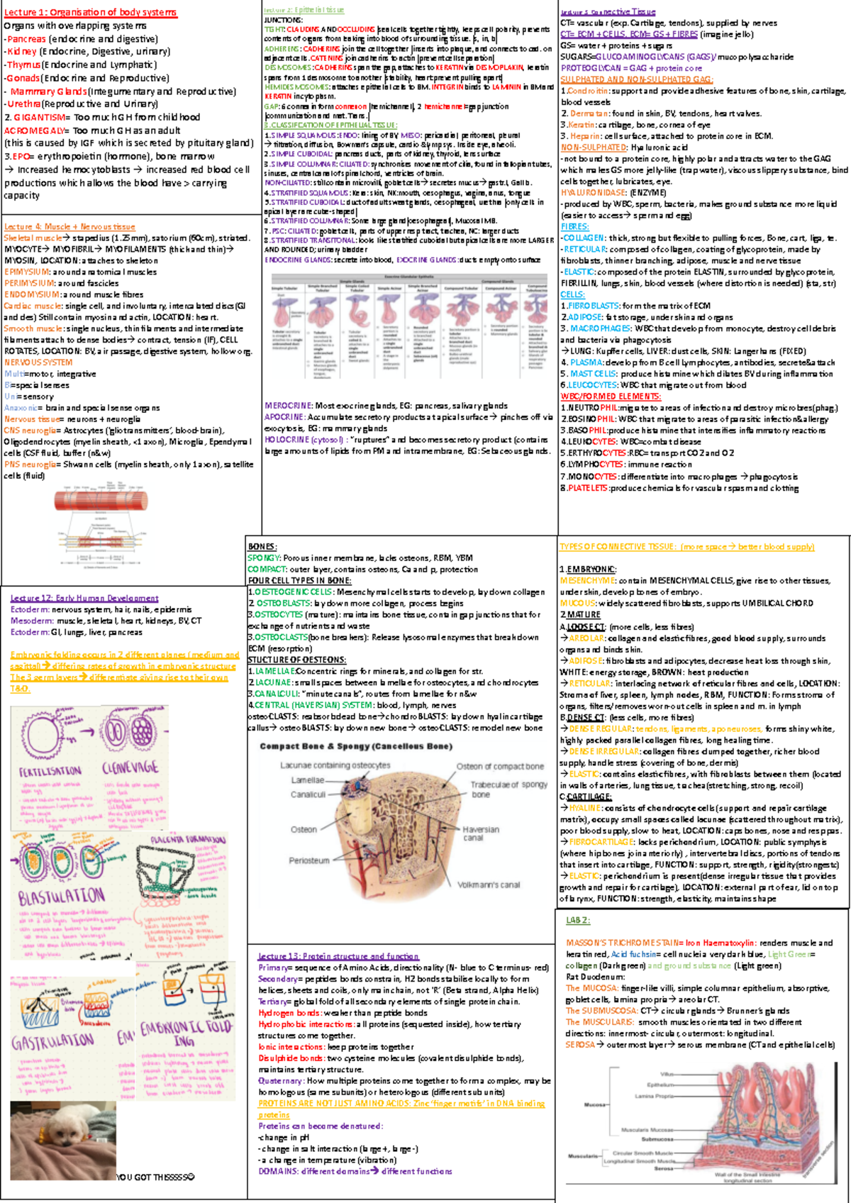 Doc1 5 - cheat sheet - Lecture 1: Organisa0on of body systems Organs with overlapping systems ...