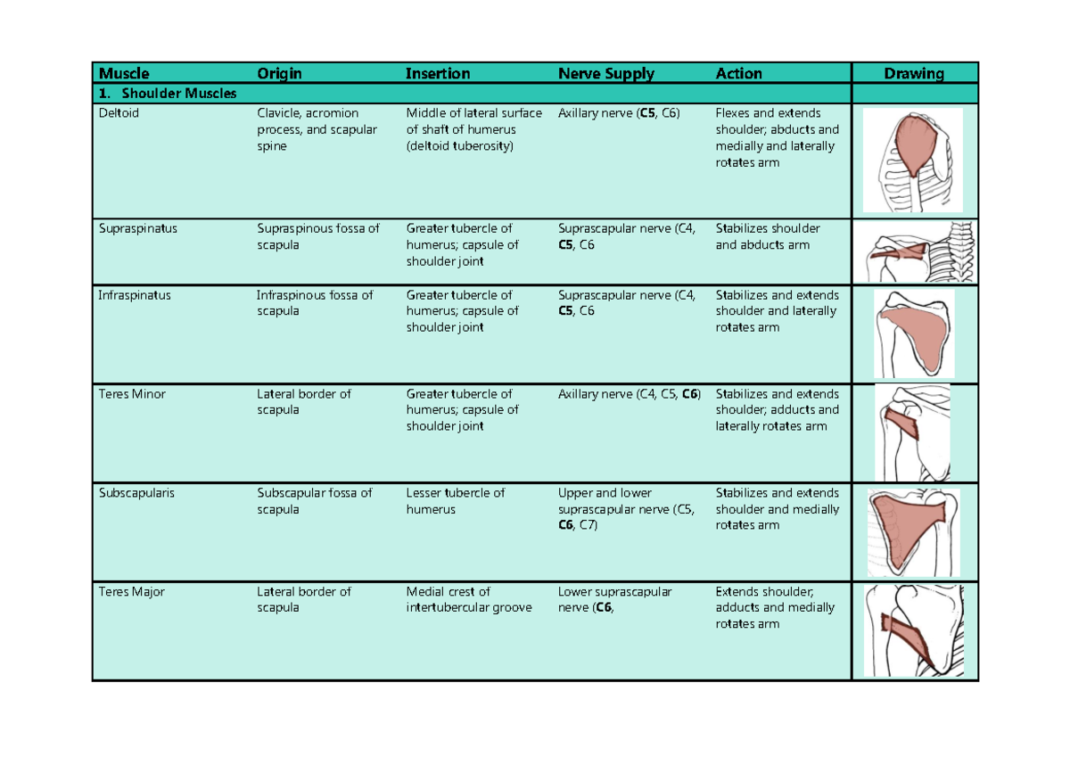 Muscular System Table - Lecture notes - Muscle Origin Insertion Nerve ...