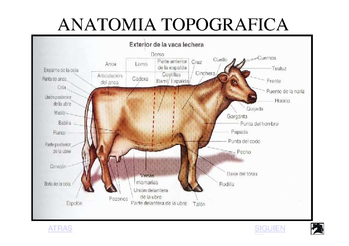 Anatomía De Un Toro El Cráneo De Toro Bocina Simboliza: Vector De