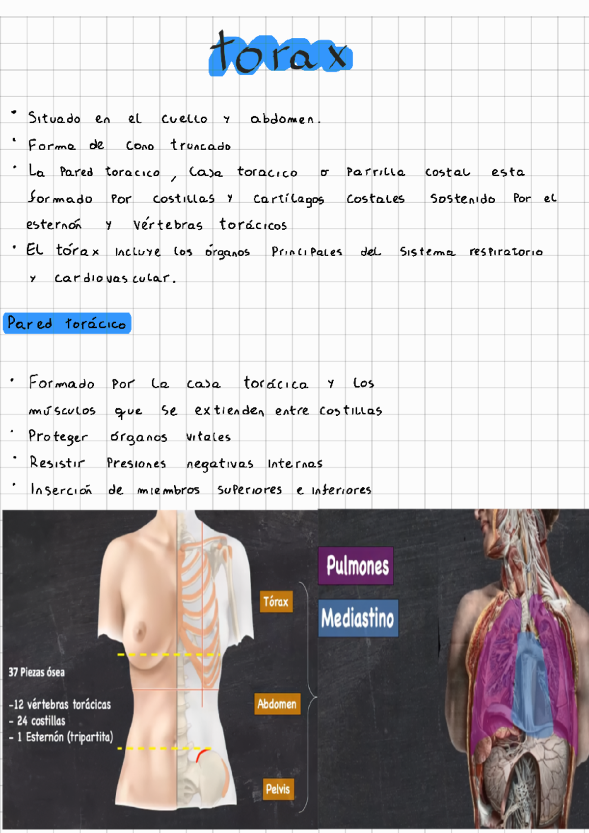 Examen Anatomia Topografica 241206 190532 - torax Situado en el cuello Y abdomen. Forma de Cono ...