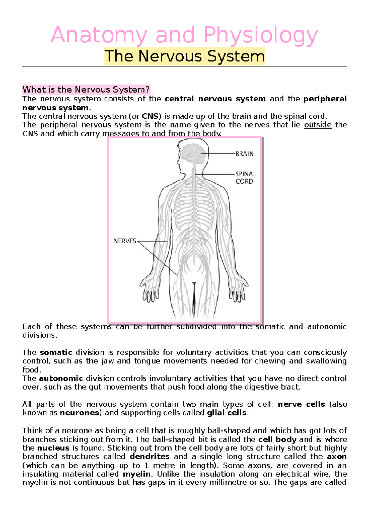 The Nervous System - Lecture Notes 7: Understanding CNS and PNS ...