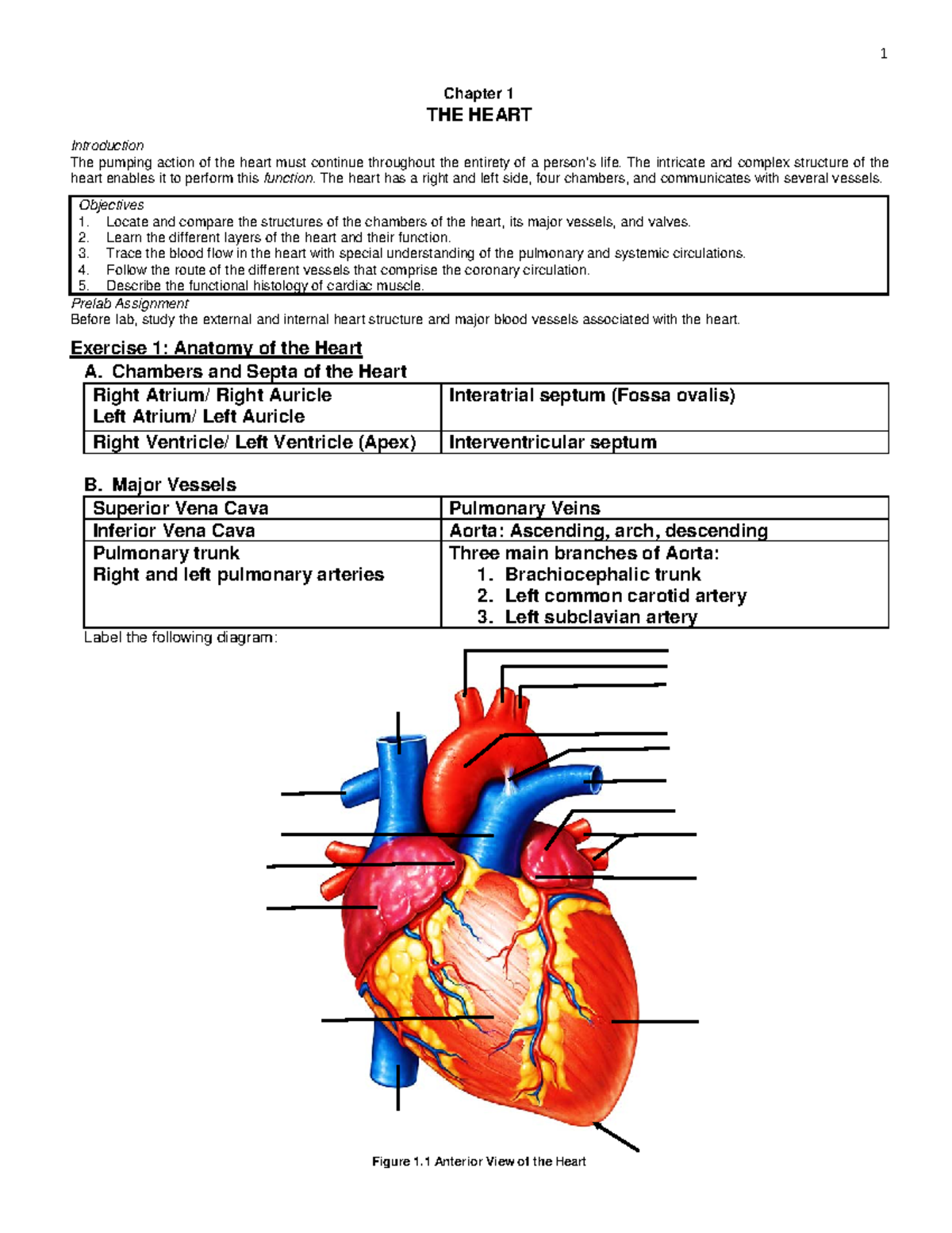 Chapter 1: Anatomy and Function of the Heart - BIO 101 - Studocu