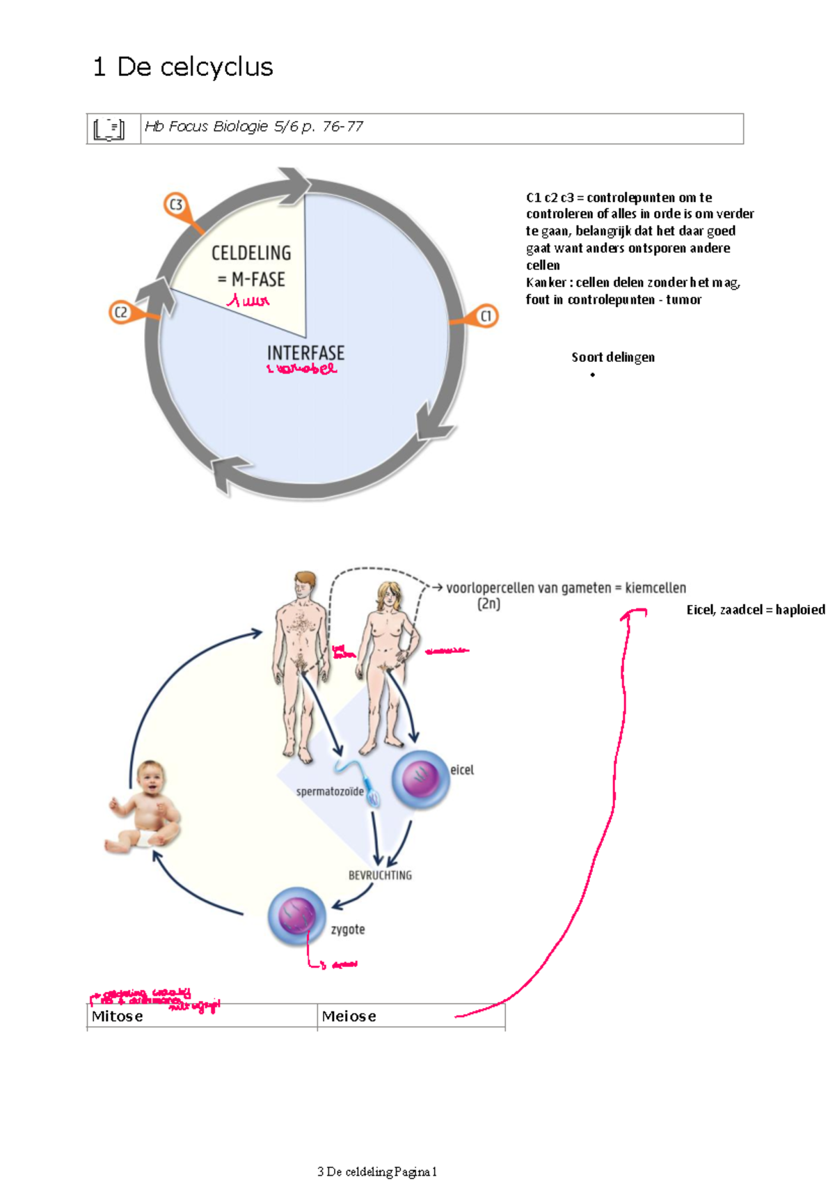 3 De Celdeling - Onenote Samenvatting Biologie - Studocu