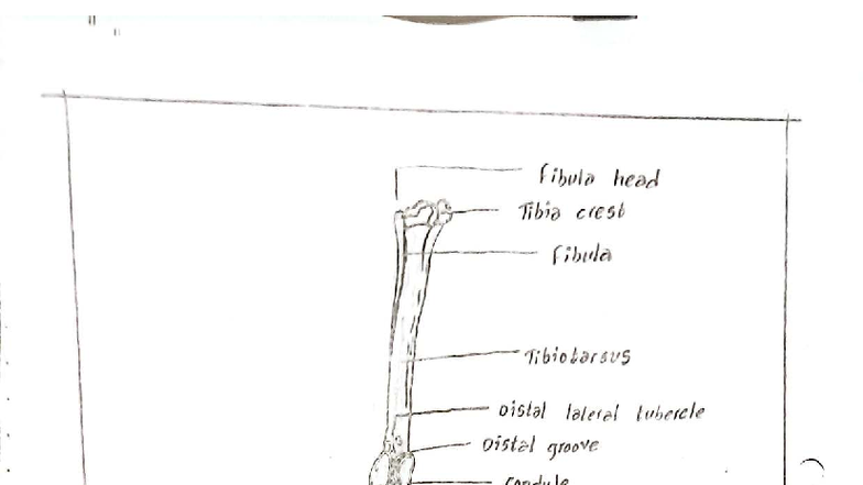 Bio2 - Botany Practical: Anatomy of Fowl Bones and Feathers - Studocu