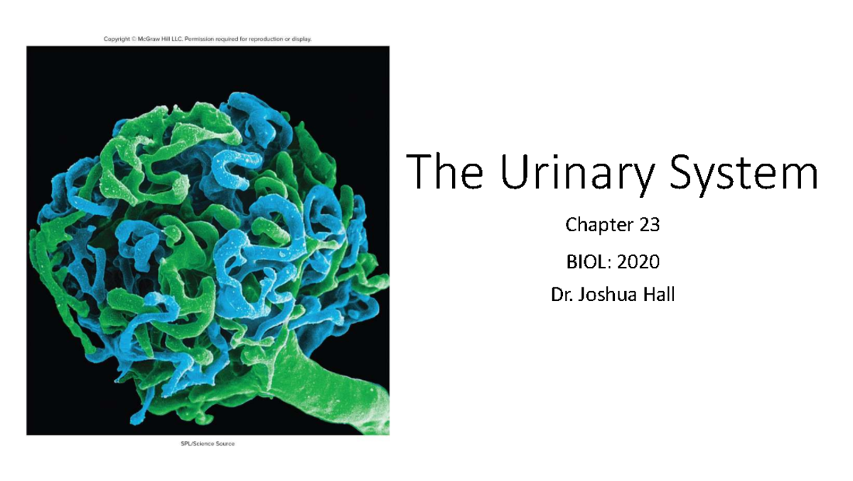 BIOL 2020: Chapter 23 - The Urinary System - Studocu