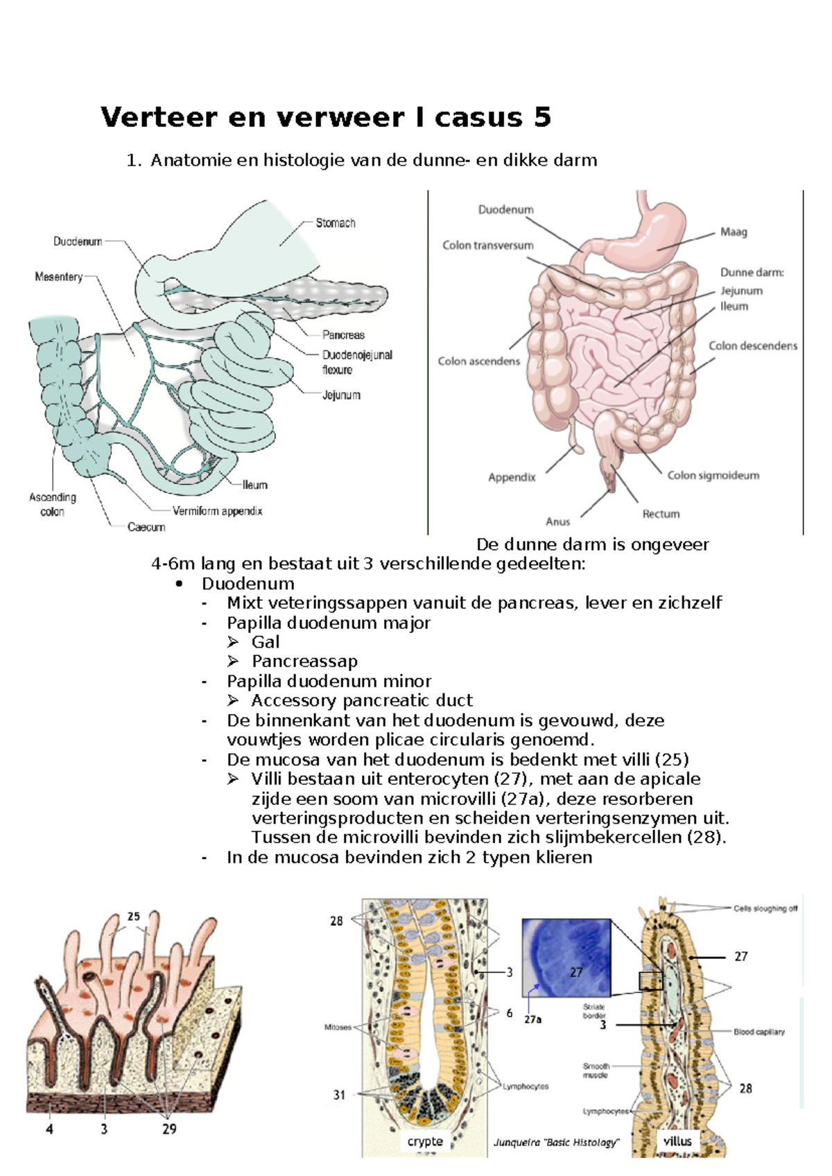 Diagram Van De Dunne Darm Anus Wikipedia