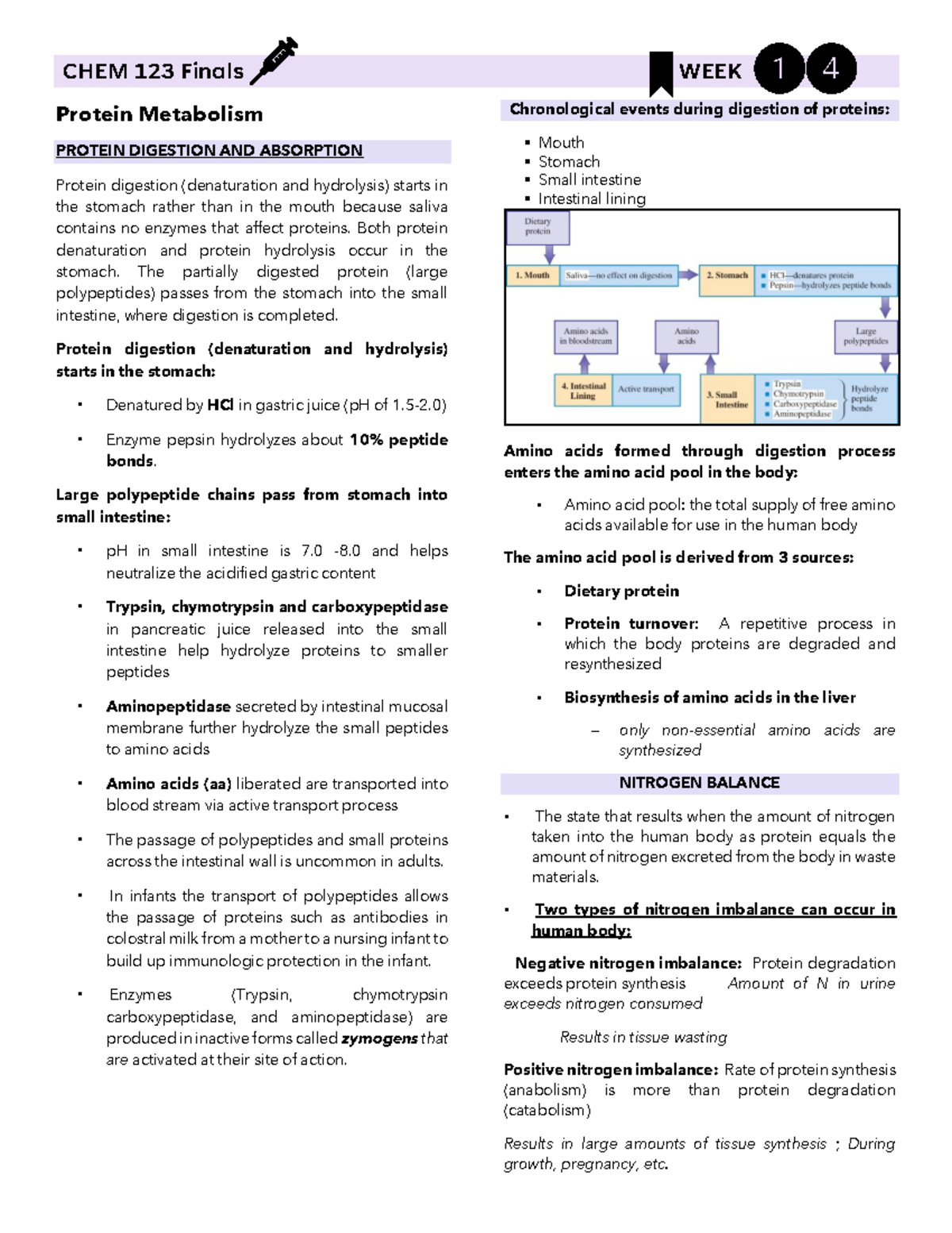 Protein Metabolism Study Notes - TRANSES - Studocu