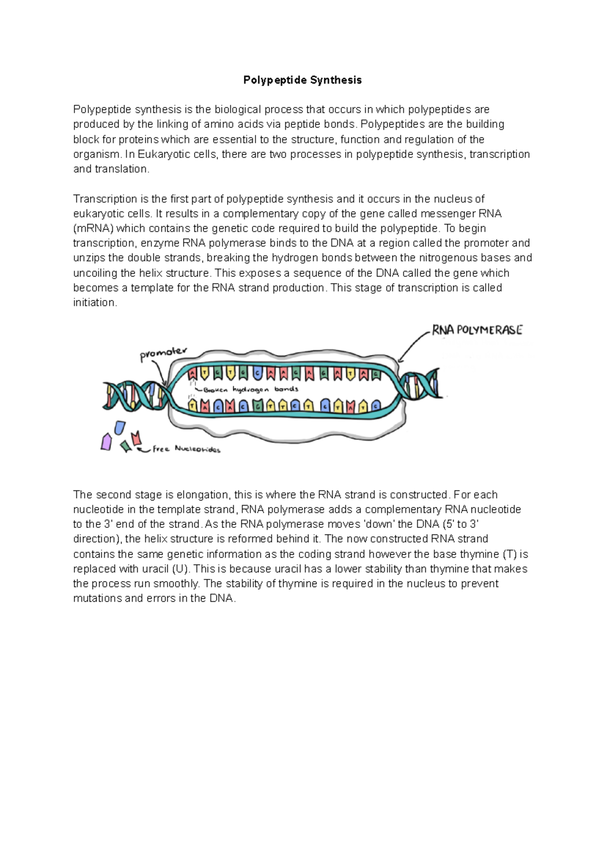 Polypeptide Synthesis: Mechanisms of Transcription and Translation ...