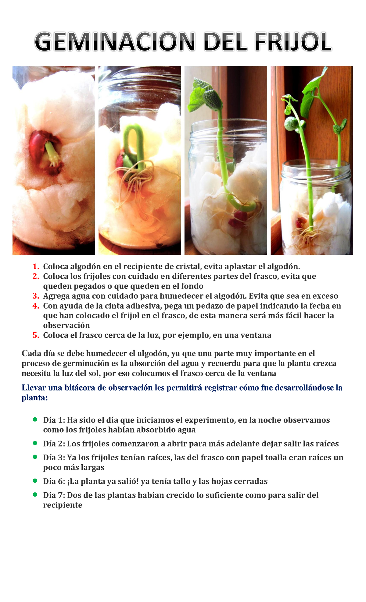 Hoja De Trabajo Para El Experimento Con Frijol Lima