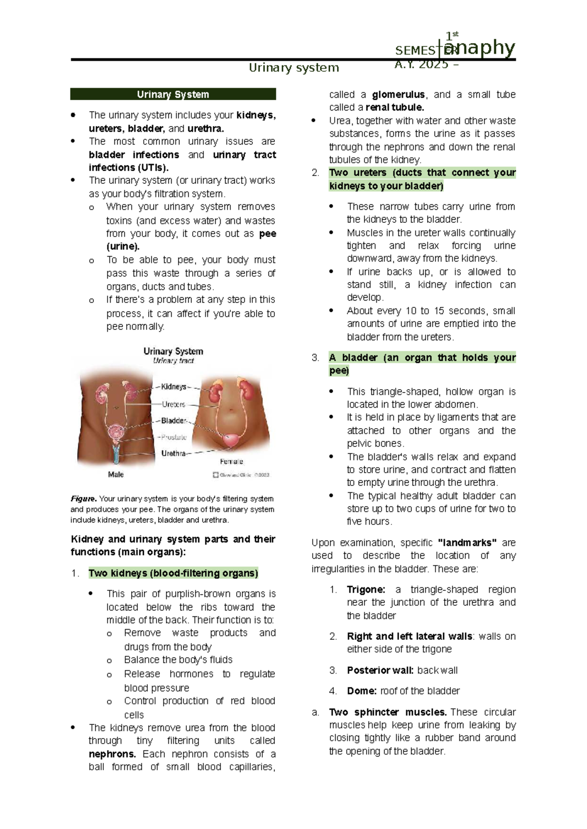 Urinary System Overview: Anatomy, Functions, and Health Tips - Studocu